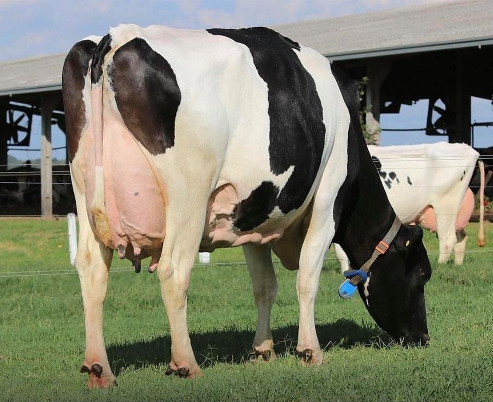 Holstein TPI - ST Genetics Holland B.V.