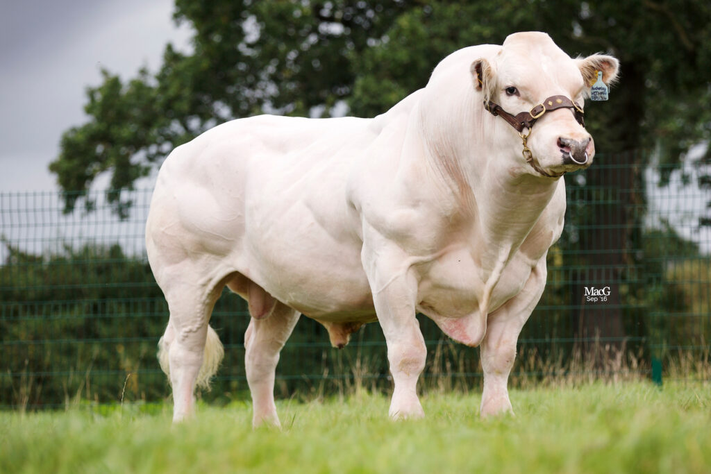 Vleesrassen - ST Genetics Holland B.V.