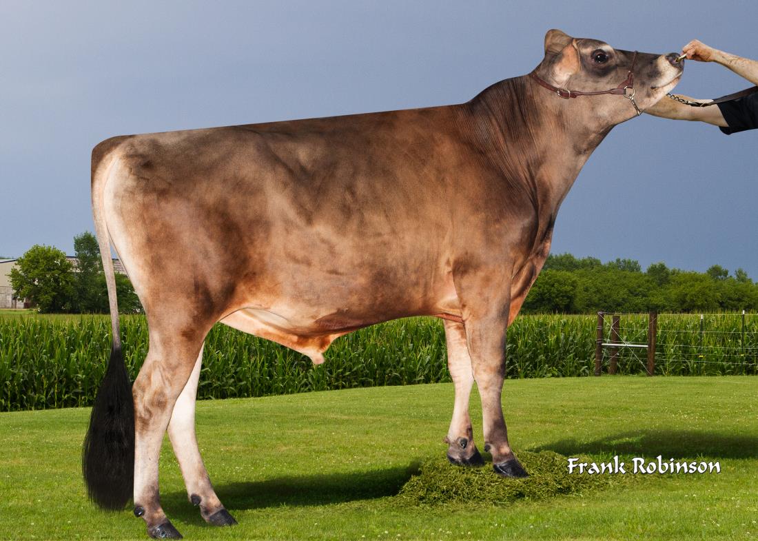 Jersey - ST Genetics Holland B.V.