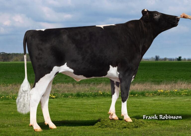 Webshop - ST Genetics Holland B.V.