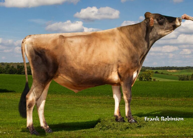 Webshop - ST Genetics Holland B.V.