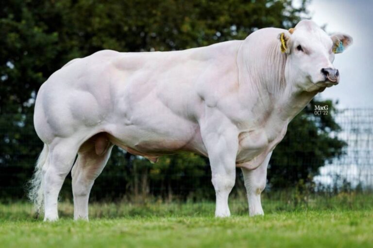 Webshop - ST Genetics Holland B.V.