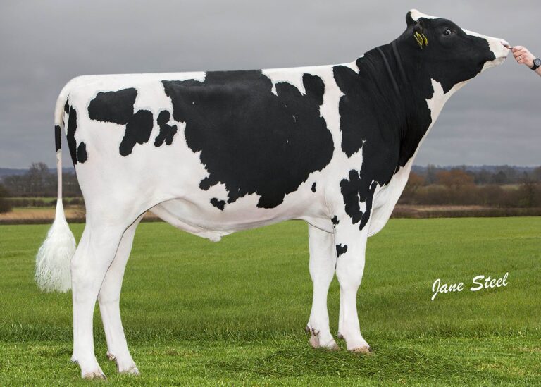 Webshop - ST Genetics Holland B.V.