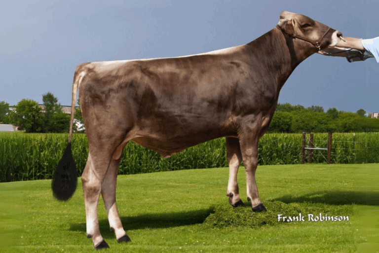 Webshop - ST Genetics Holland B.V.