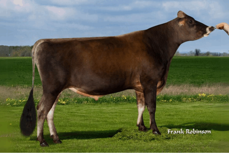 Webshop - ST Genetics Holland B.V.