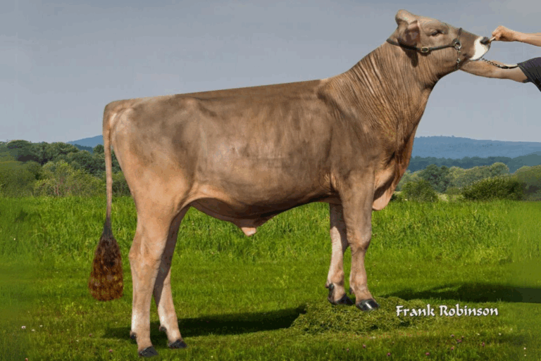 Webshop - ST Genetics Holland B.V.