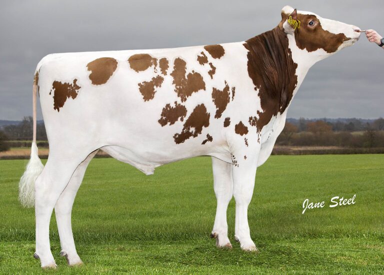 Webshop - ST Genetics Holland B.V.