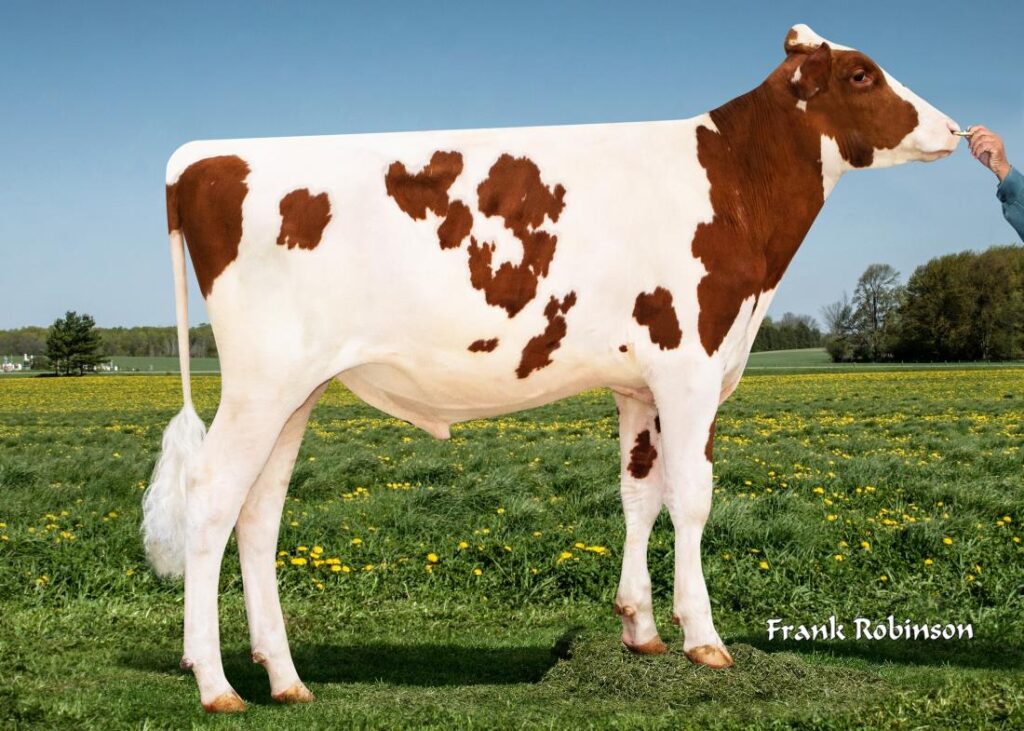 Apple-Pts Attraction-Red - ST Genetics Holland B.V.