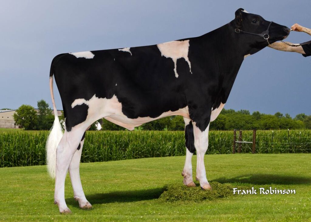 Stgen Captn Penza-ET - ST Genetics Holland B.V.