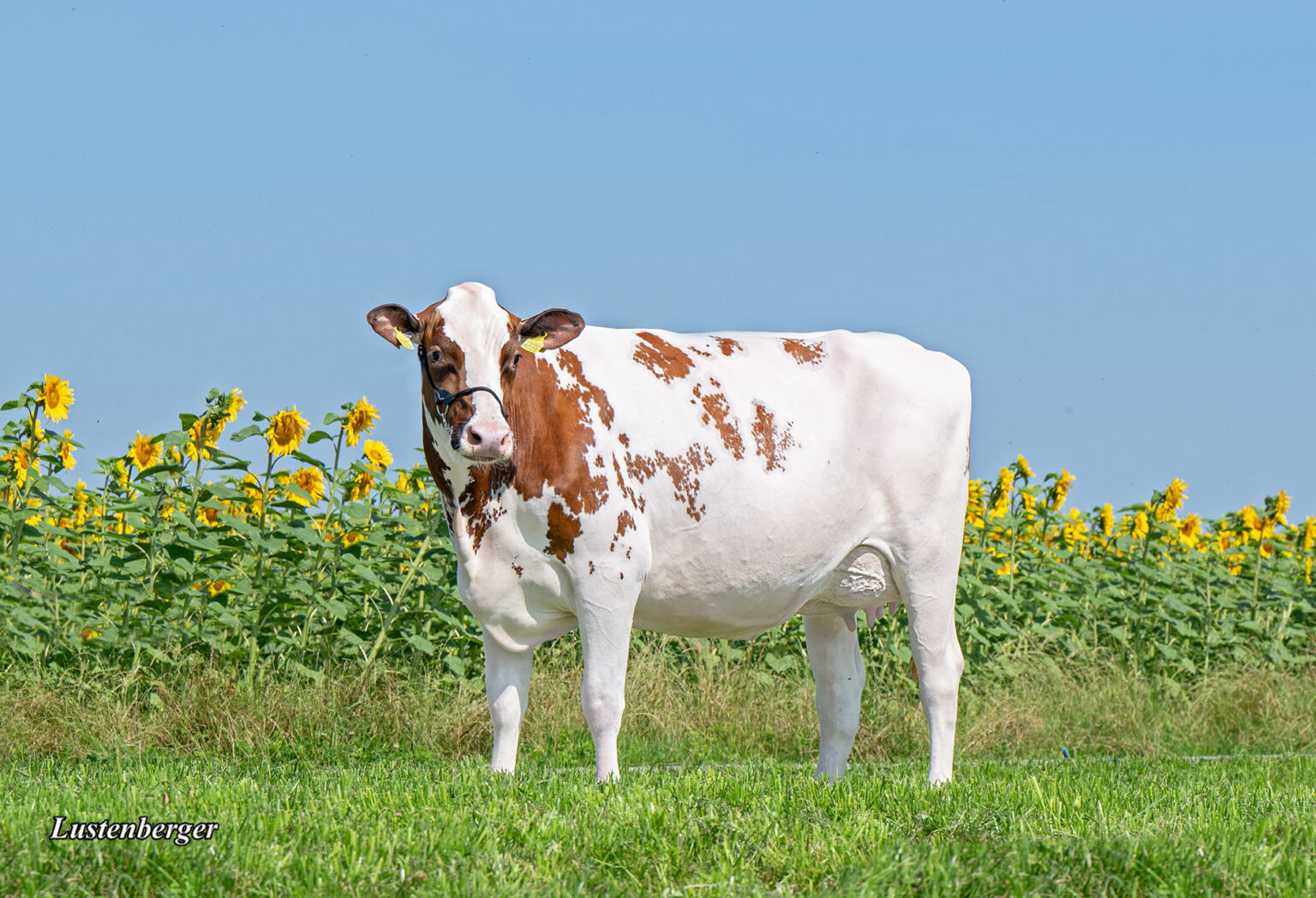 Koepon Oh Robin-Red - STgenetics Holland-Belgium B.V.